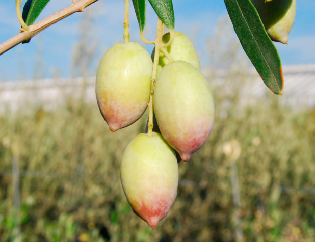 Olive Varieties | OLEA | G. Kostelenos Nurseries