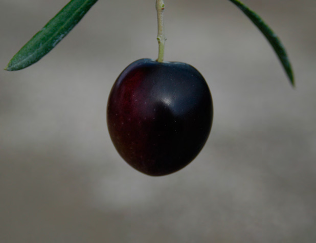Olive Varieties | OLEA | G. Kostelenos Nurseries