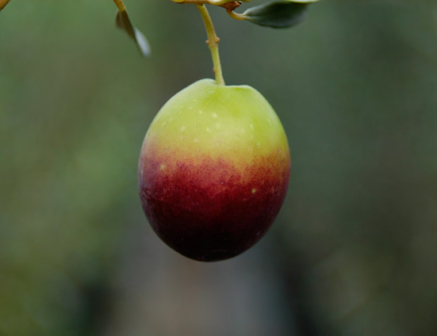 Olive Varieties | OLEA | G. Kostelenos Nurseries