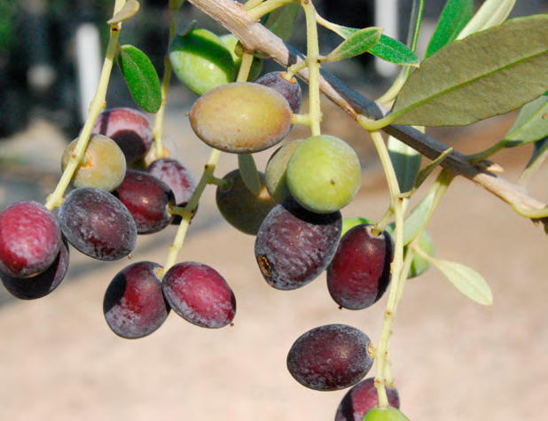 Olive Varieties | OLEA | G. Kostelenos Nurseries