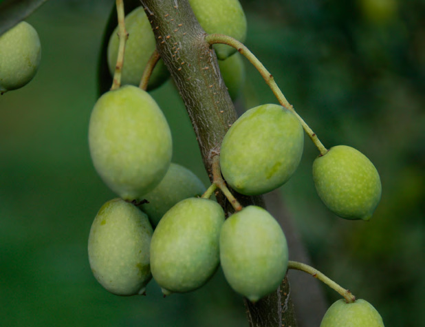 Olive Varieties | OLEA | G. Kostelenos Nurseries