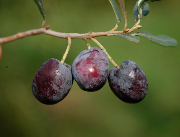 Olive Varieties | OLEA | G. Kostelenos Nurseries