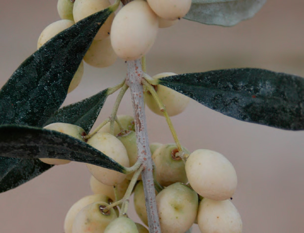 Olive Varieties | OLEA | G. Kostelenos Nurseries